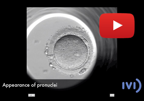 Embriões - IPGO - Centro de Medicina Reprodutiva